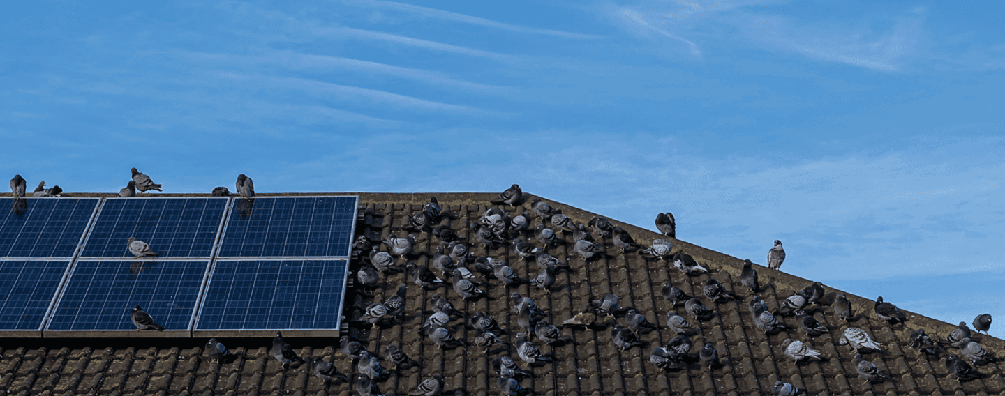 Bird Proofing Solar Panels - Pigeon Proofing